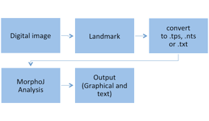 ACSII II Guide to Geometric Morphometrics in MorphoJ