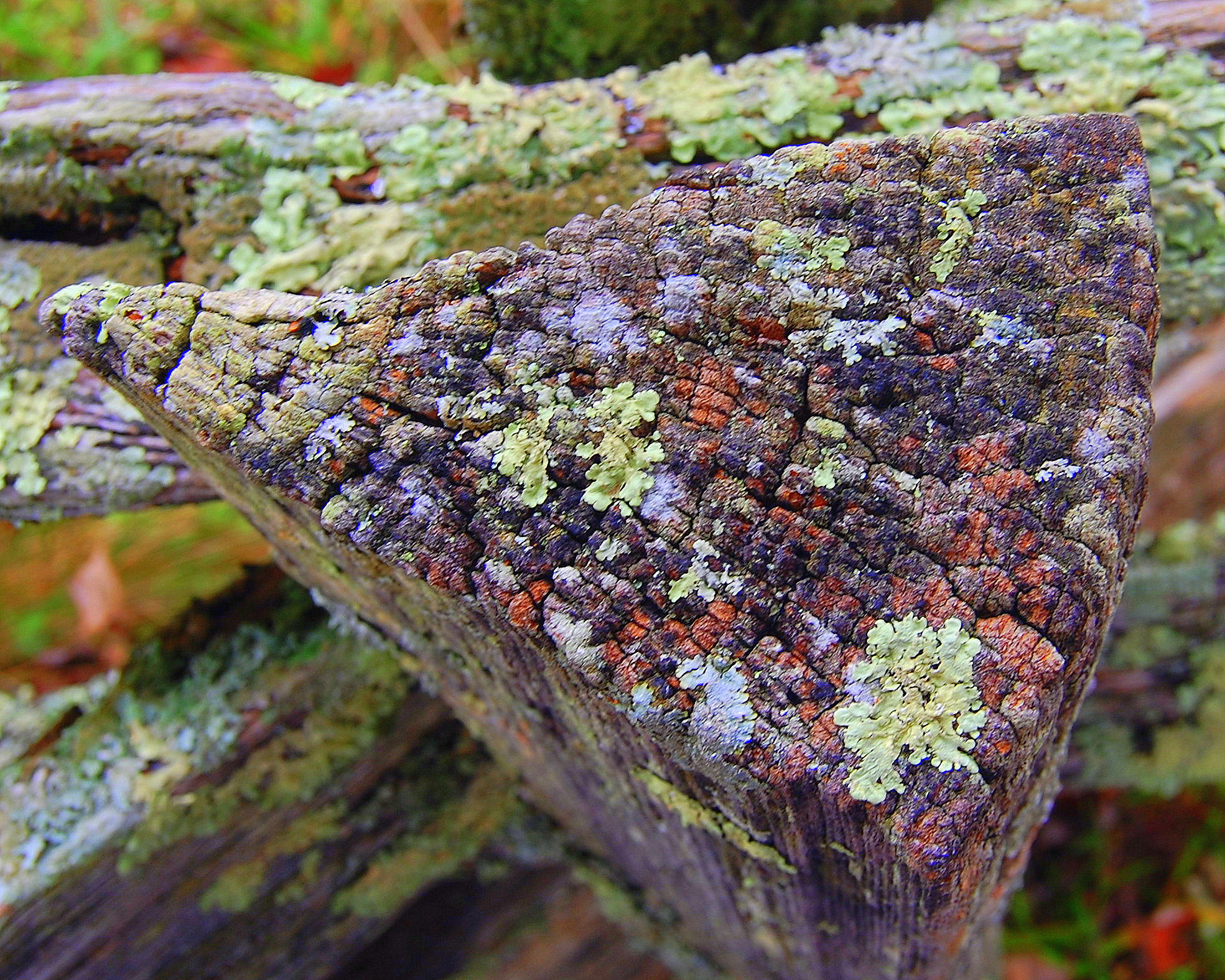 Tom Starkey Research Fellow IV S